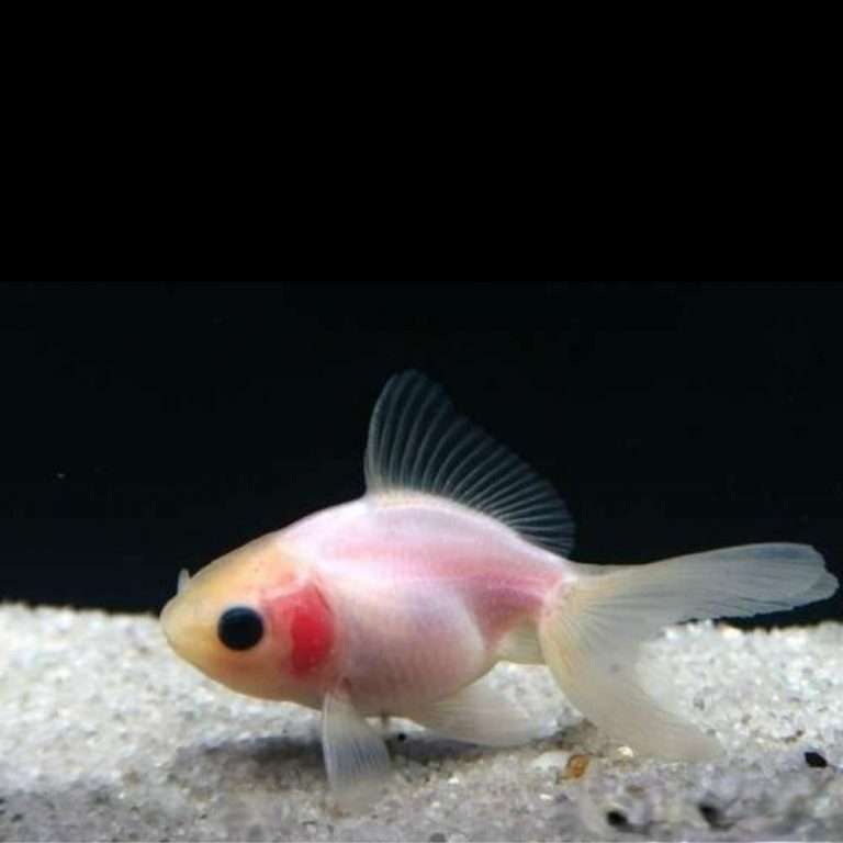 Fantail White Goldfish | Roxy Aquarium