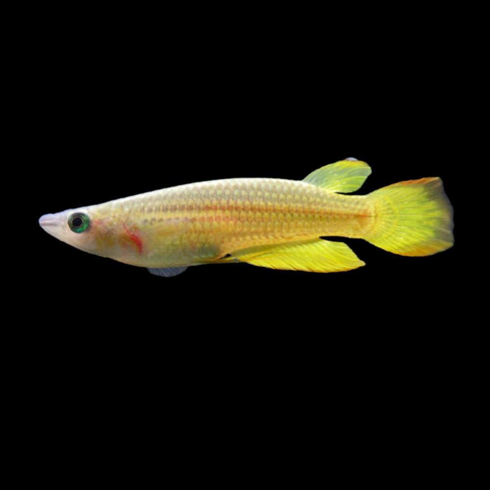 Gold Panchax Available Now - Roxy Aquarium