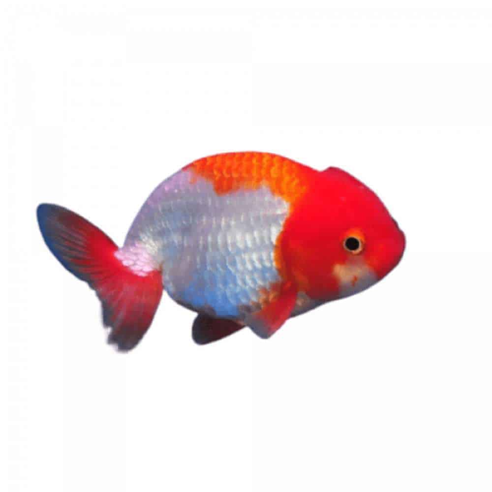 Ranchu Red and White Available - Roxy Aquarium