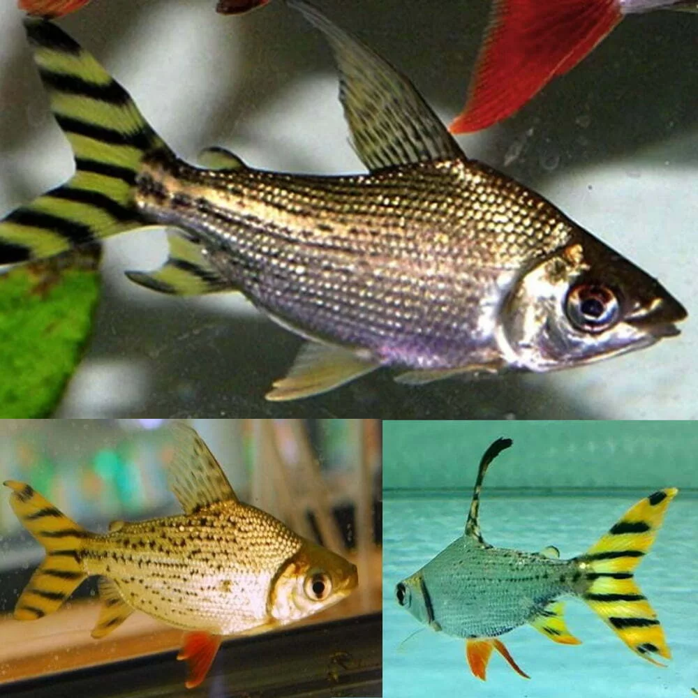 Flagtail Prochilodus – Yellow Tail - Roxy Aquarium