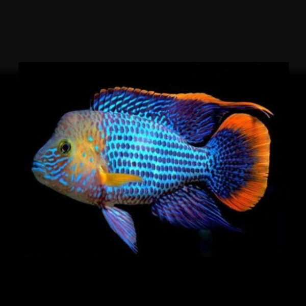 Green Terror – Gold Saum Available - Roxy Aquarium