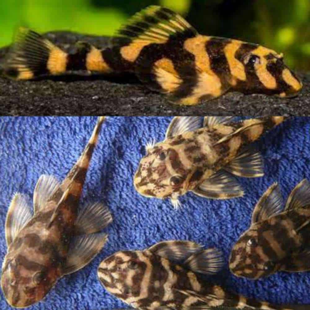 L168 Pleco XLarge 10cm+ Available - Roxy Aquarium