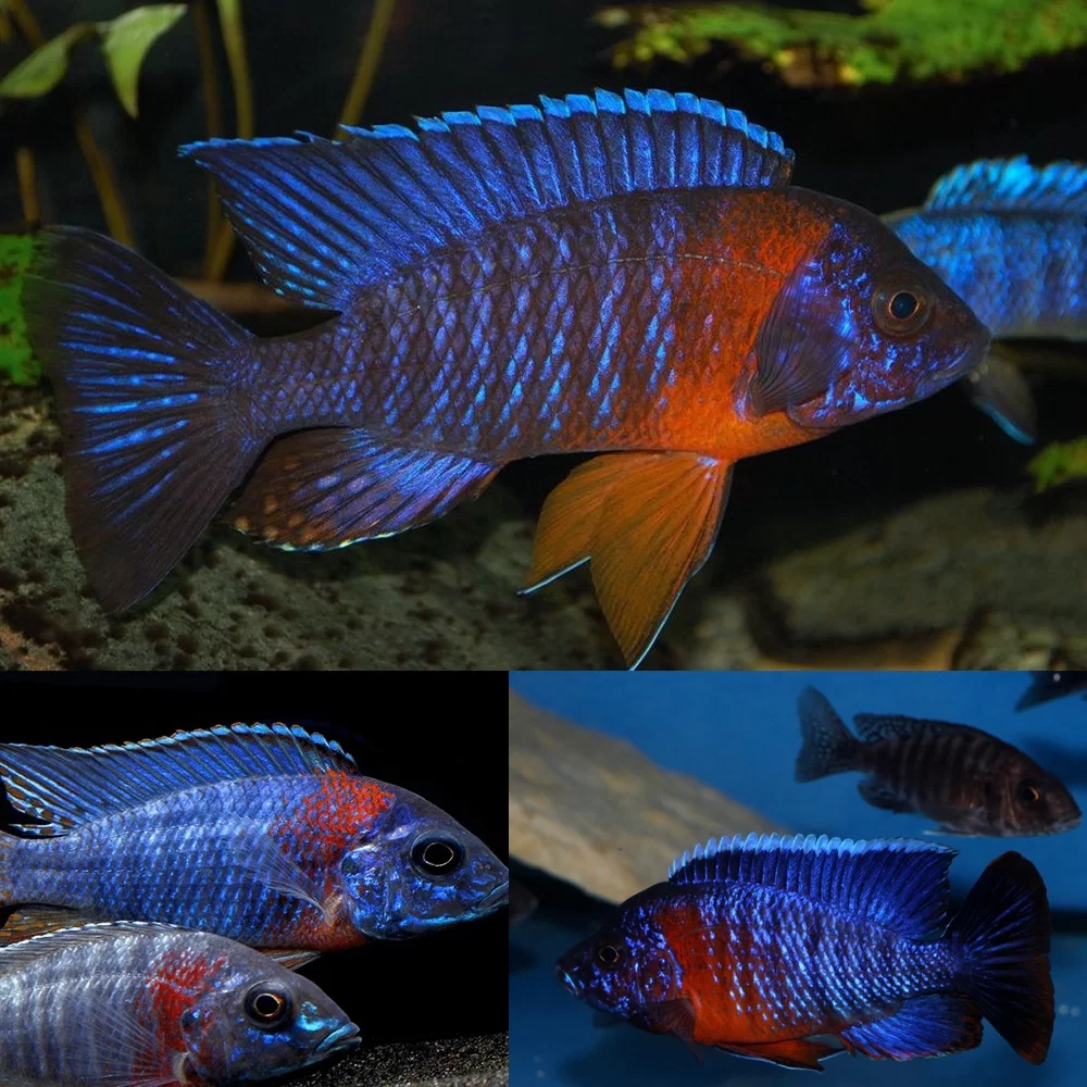 Red Shoulder Peacock 5cm Available - Roxy Aquarium