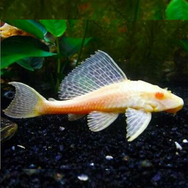 Albino Sailfin Plecostomus - Roxy Aquarium