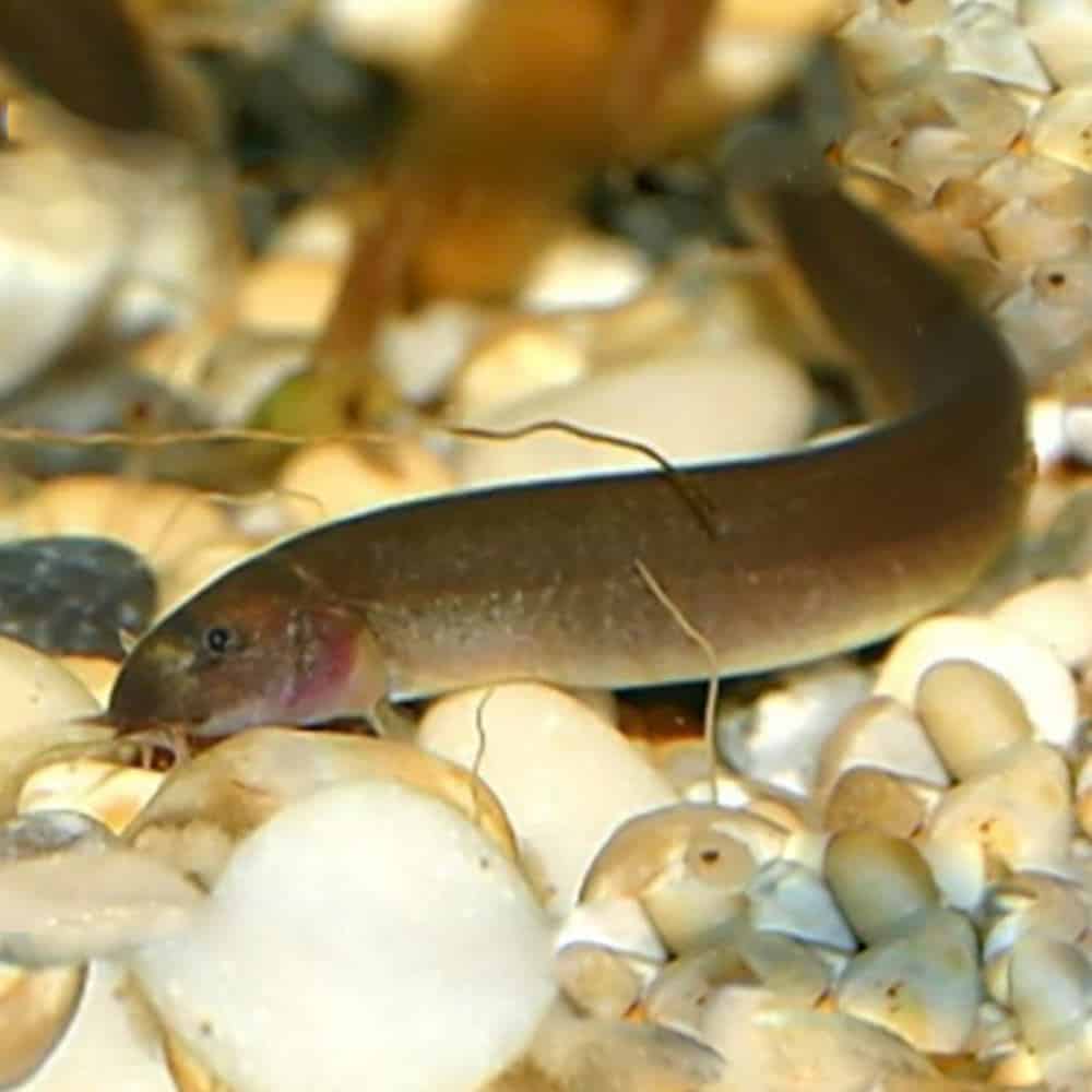 Kuhli Loach Black 6-7cm Available - Roxy Aquarium