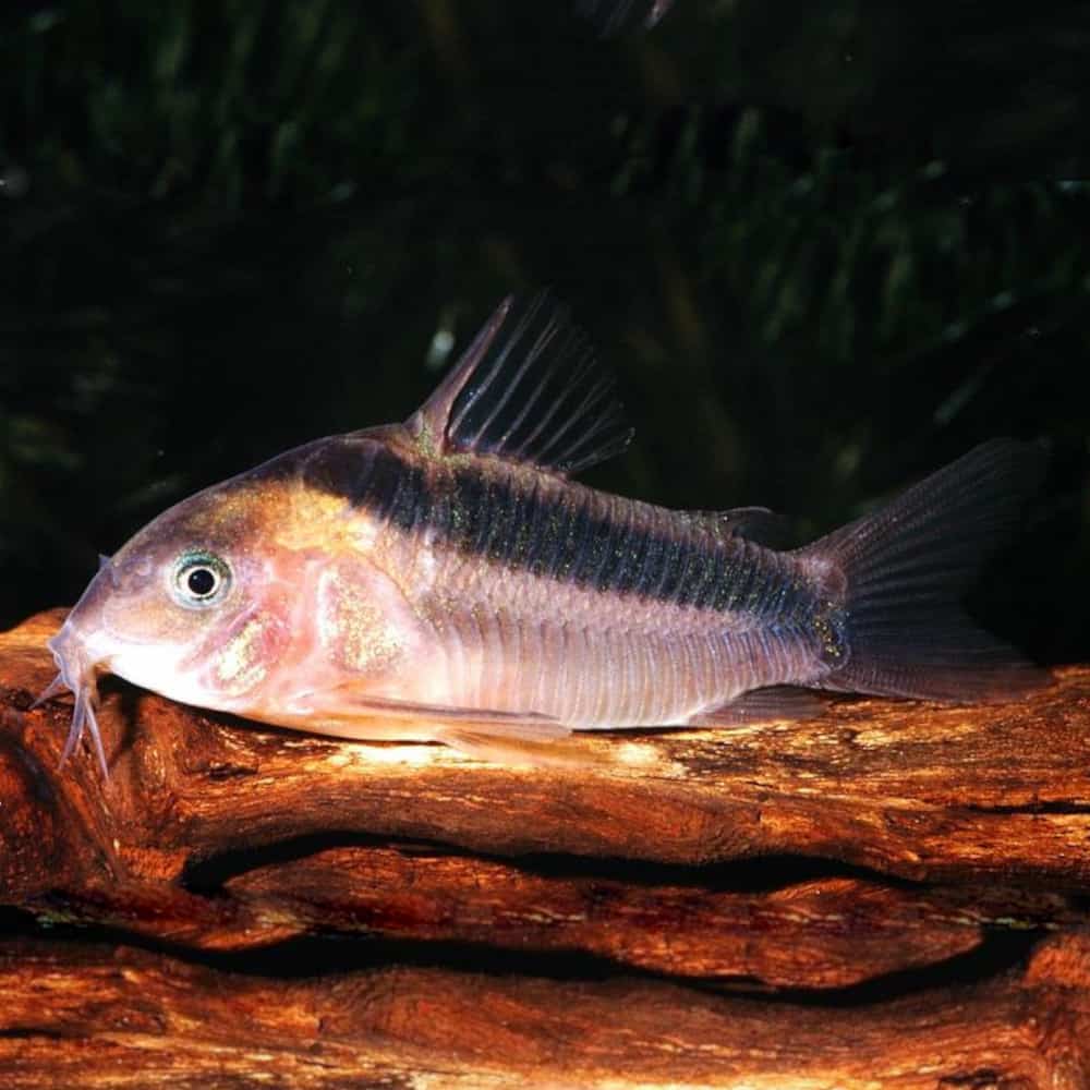 Corydoras Rabauti