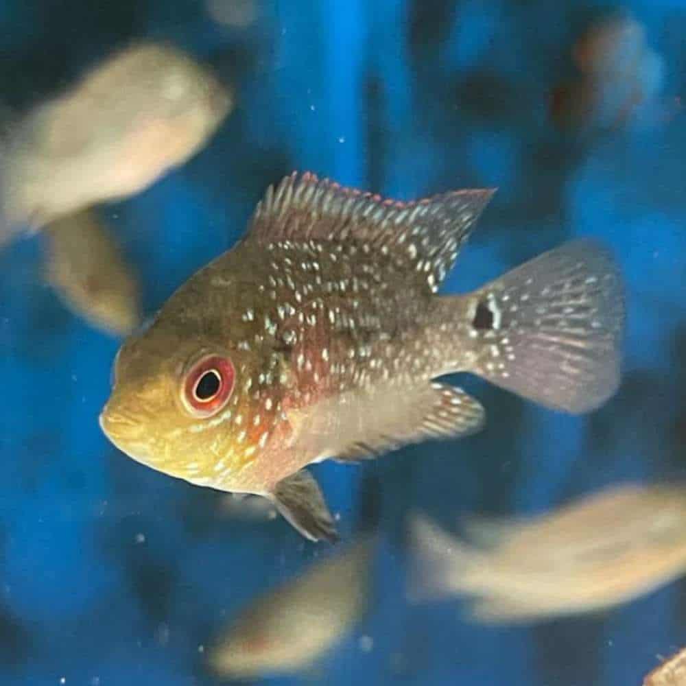 Top Attractive Types Of Flowerhorn Cichlids Flowerhorn Flowerhorn
