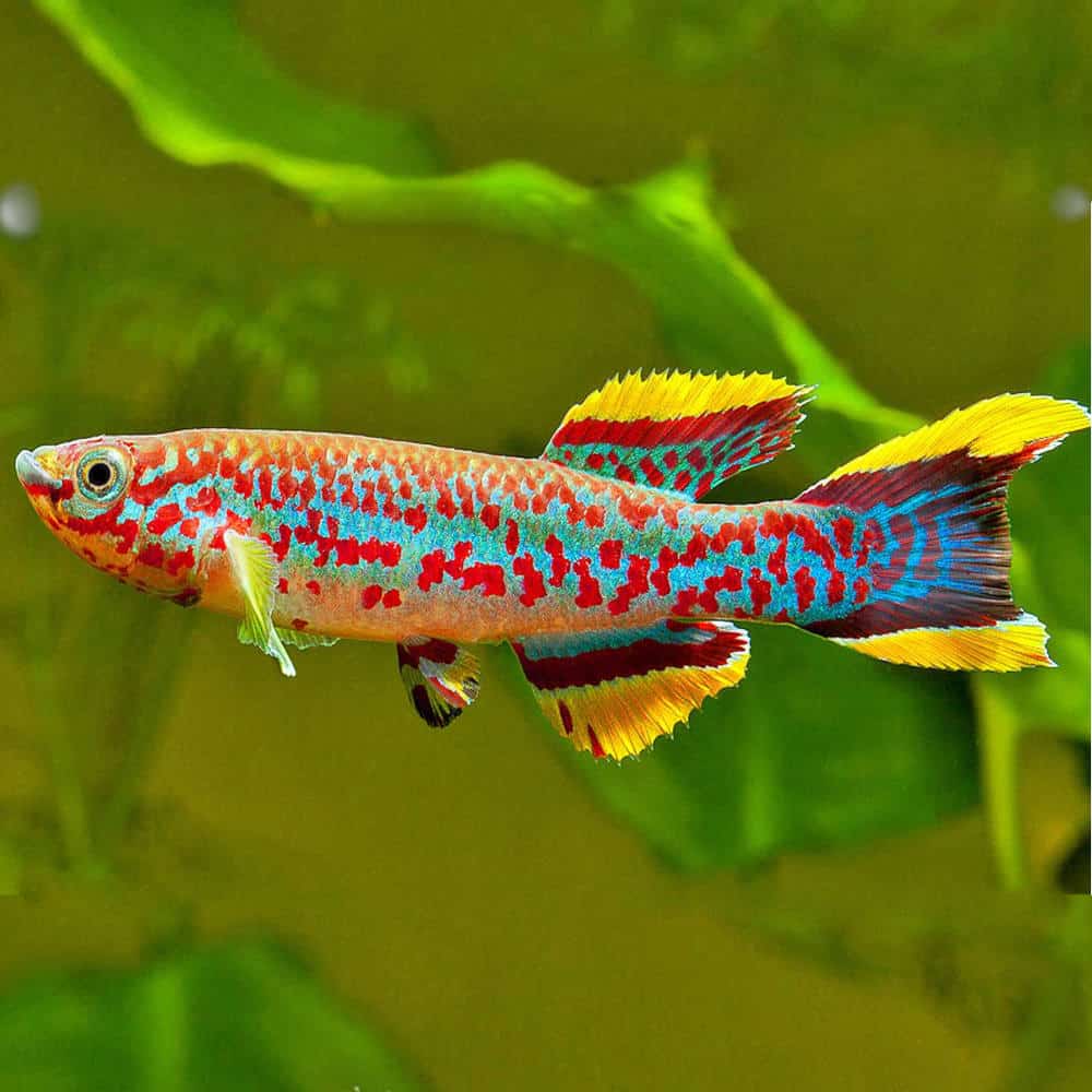 Gardneri Killifish Available - Roxy Aquarium