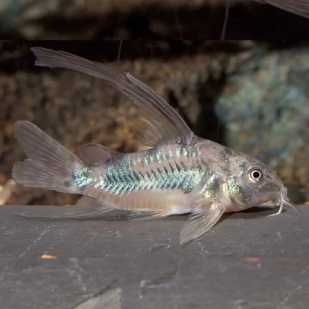 Longfin Bronze Cory - Roxy Aquarium