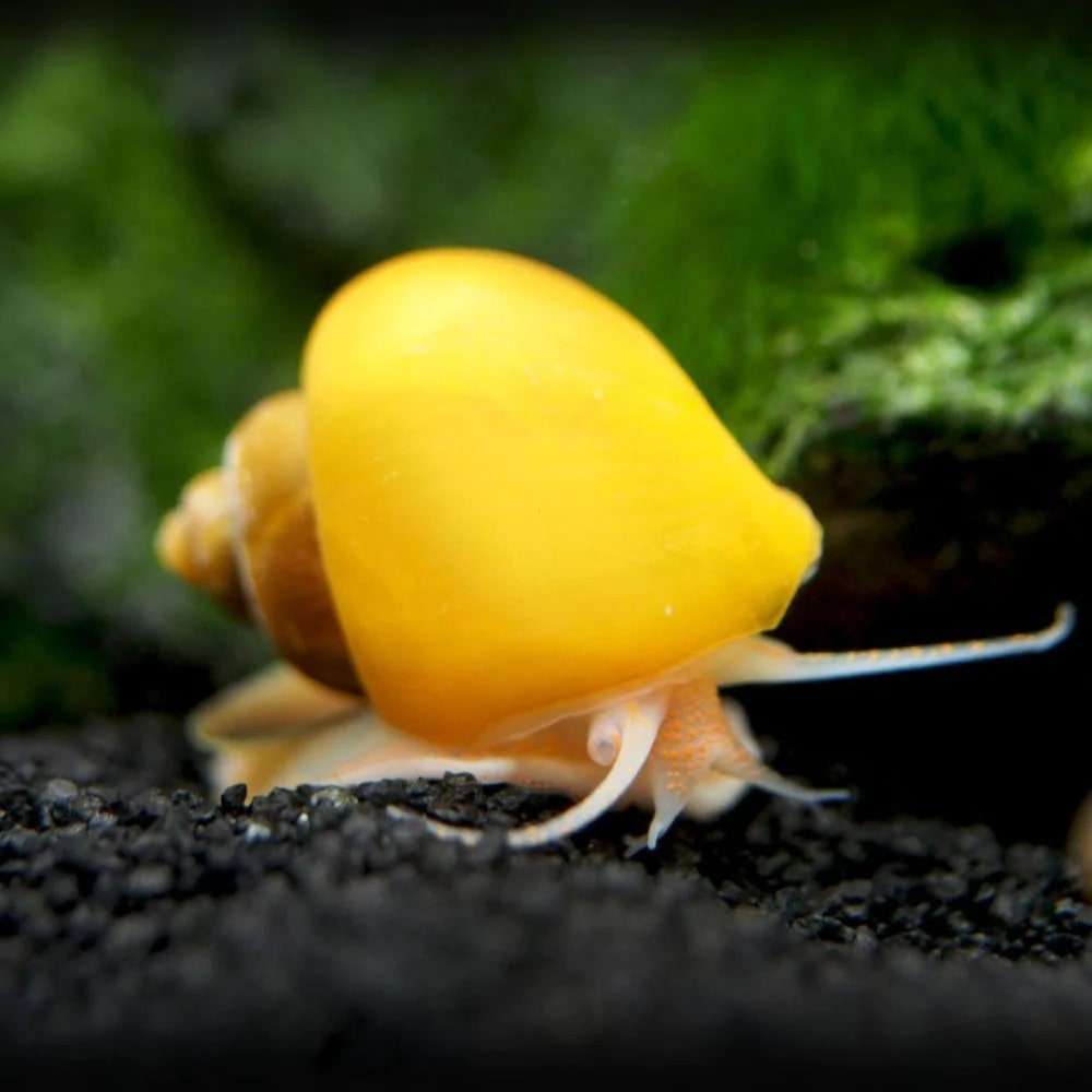 Mystery Gold Snails Available - Roxy Aquarium