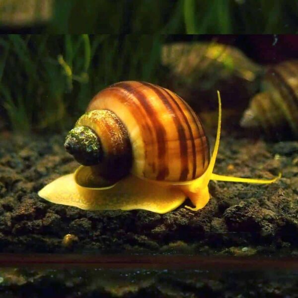 Red Ramshorn Snails | Roxy Aquarium