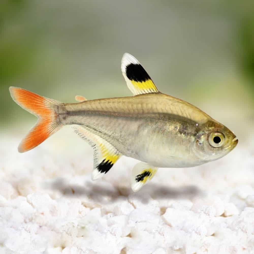 Pristella Tetra PRISTELLA TETRA (Pristella Maxillaris) – Aquarists