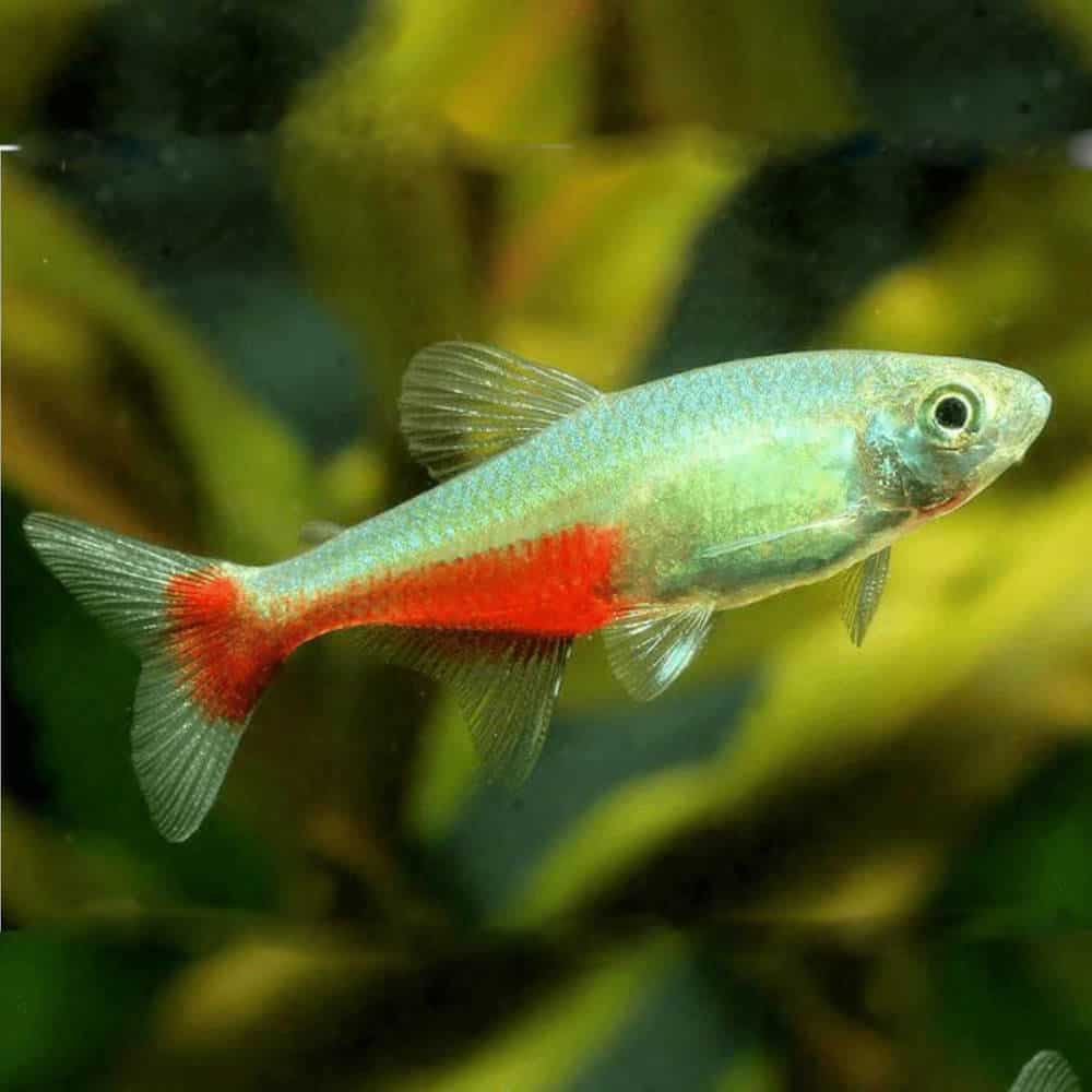 Red Belly Tetra 3-4cm Available - Roxy Aquarium