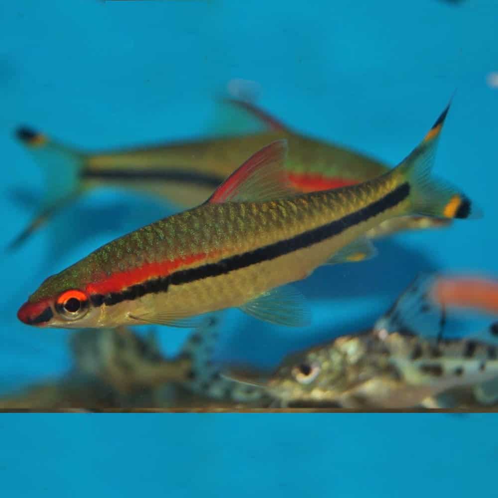 Redline Torpedo Barb 4-5cm - Roxy Aquarium