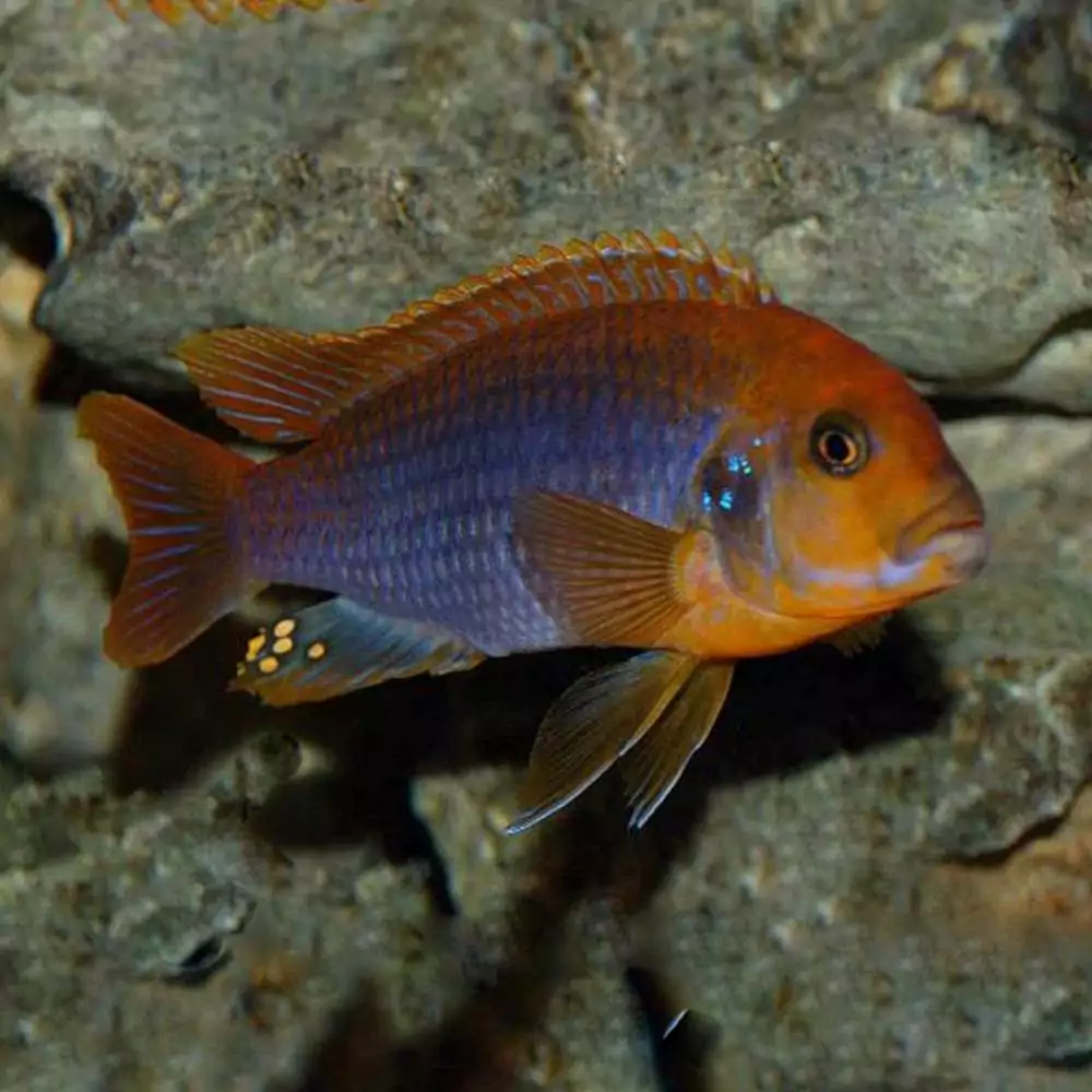 Rusty Cichlid 5cm Available - Roxy Aquarium