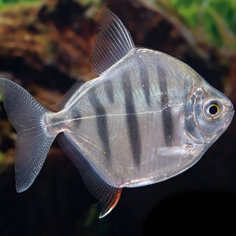 Striped Silver Dollar Available - Roxy Aquarium