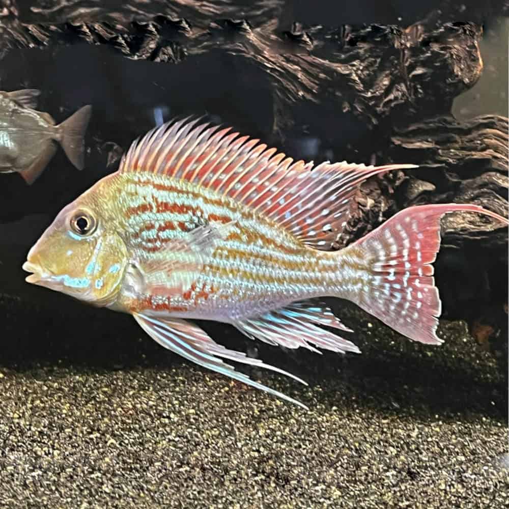 Geophagus Sveni Available - Roxy Aquarium