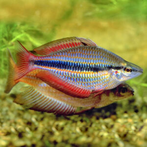Australian Native & Rainbow Fish - Roxy Aquarium