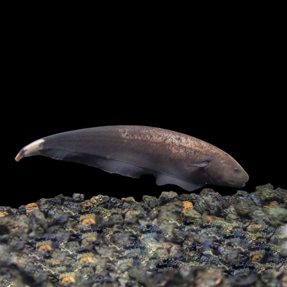 Ghostknife – Marble “Rare” - Roxy Aquarium