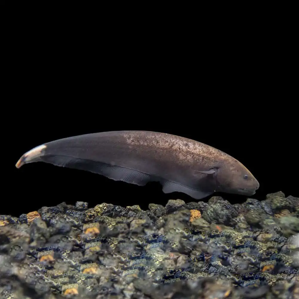 Ghostknife – Marble “Rare” - Roxy Aquarium