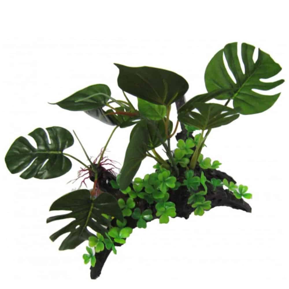 Giant Monsterio on Log 25cm - Roxy Aquarium