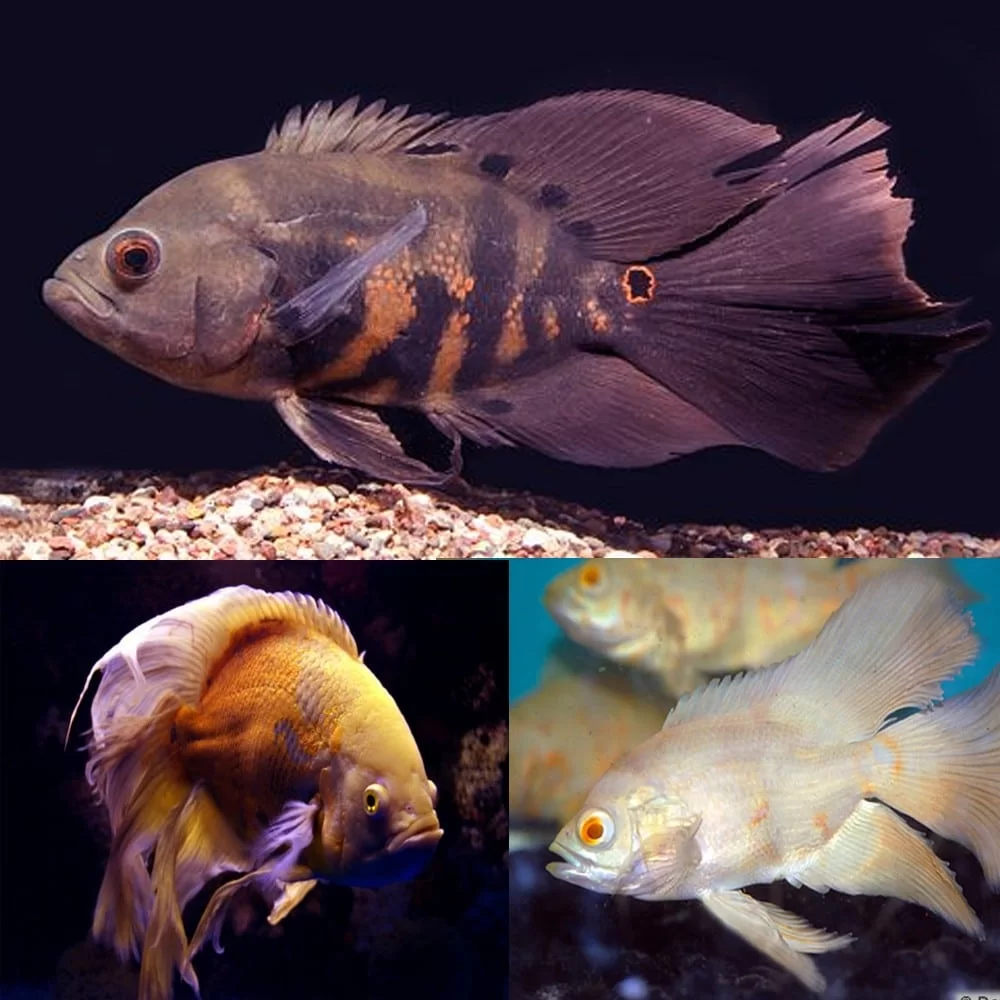 Longfin Oscar Available - Roxy Aquarium