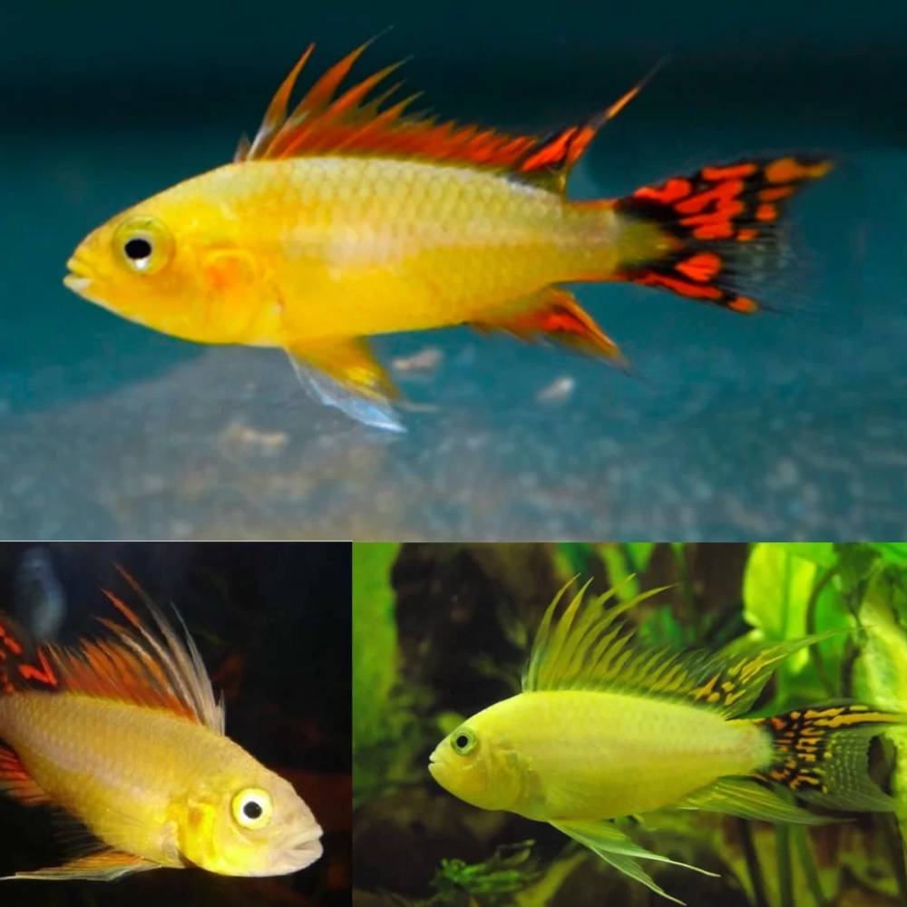 Apistogramma Cacatuoides – Golden Red 4-5cm - Roxy Aquarium