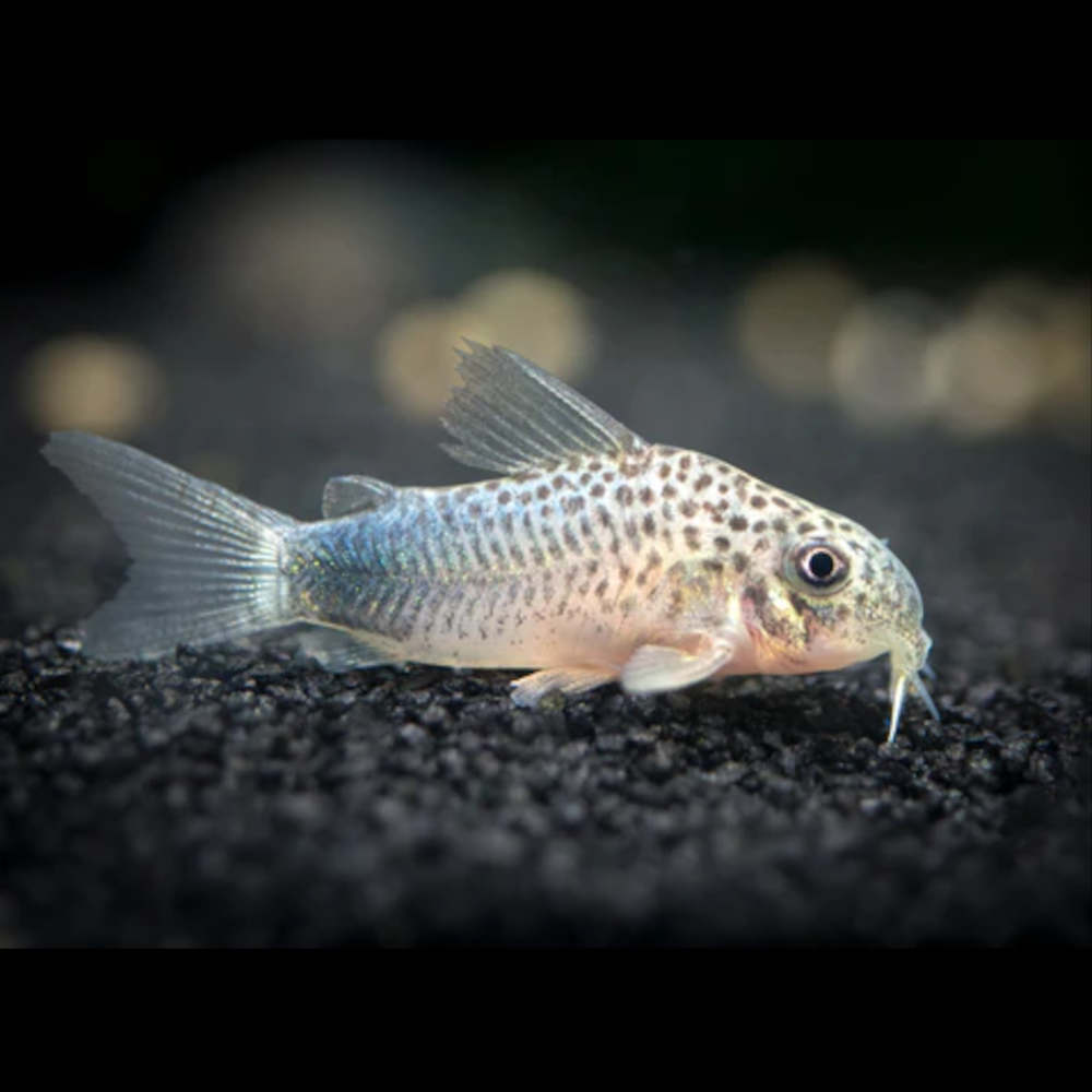 Corydoras Similis 3cm Available - Roxy Aquarium