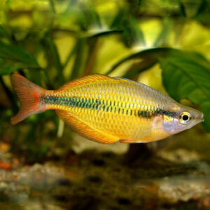 Australian Native & Rainbow Fish - Roxy Aquarium