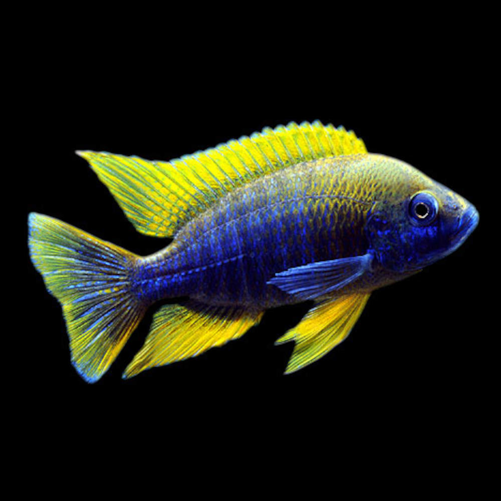 Lemon Jake Peacock Available - Roxy Aquarium