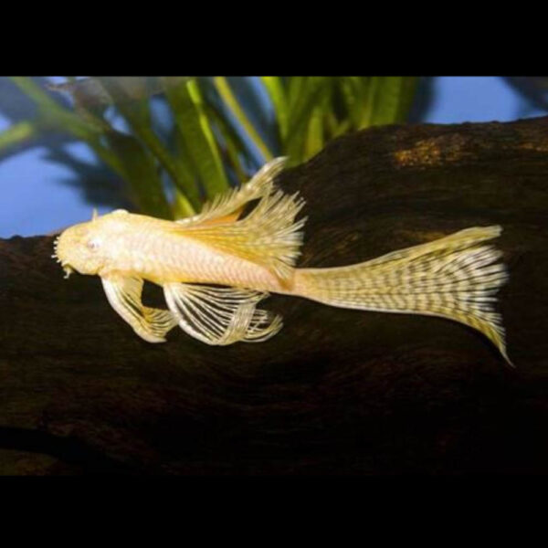 Lake Tebera Rainbow 5cm Available - Roxy Aquarium