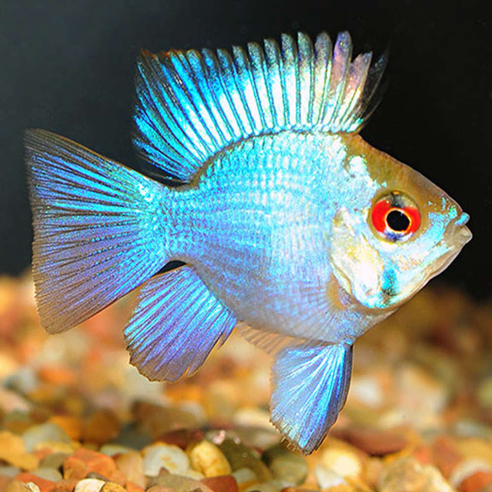 Neon Blue Balloon Ram 3-4cm - Roxy Aquarium