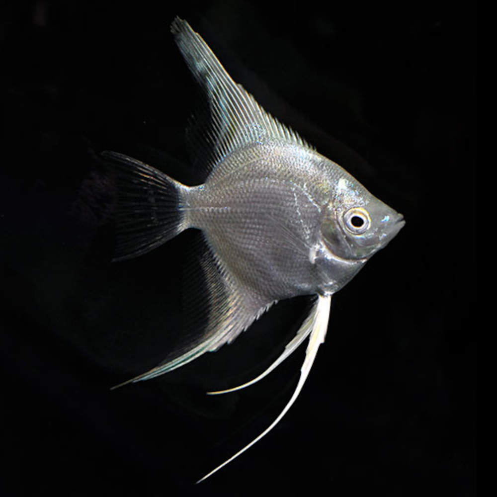Platinum Angel Available! - Roxy Aquarium