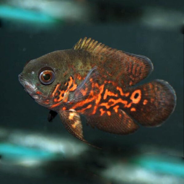 Red Tiger Oscar Available - Roxy Aquarium