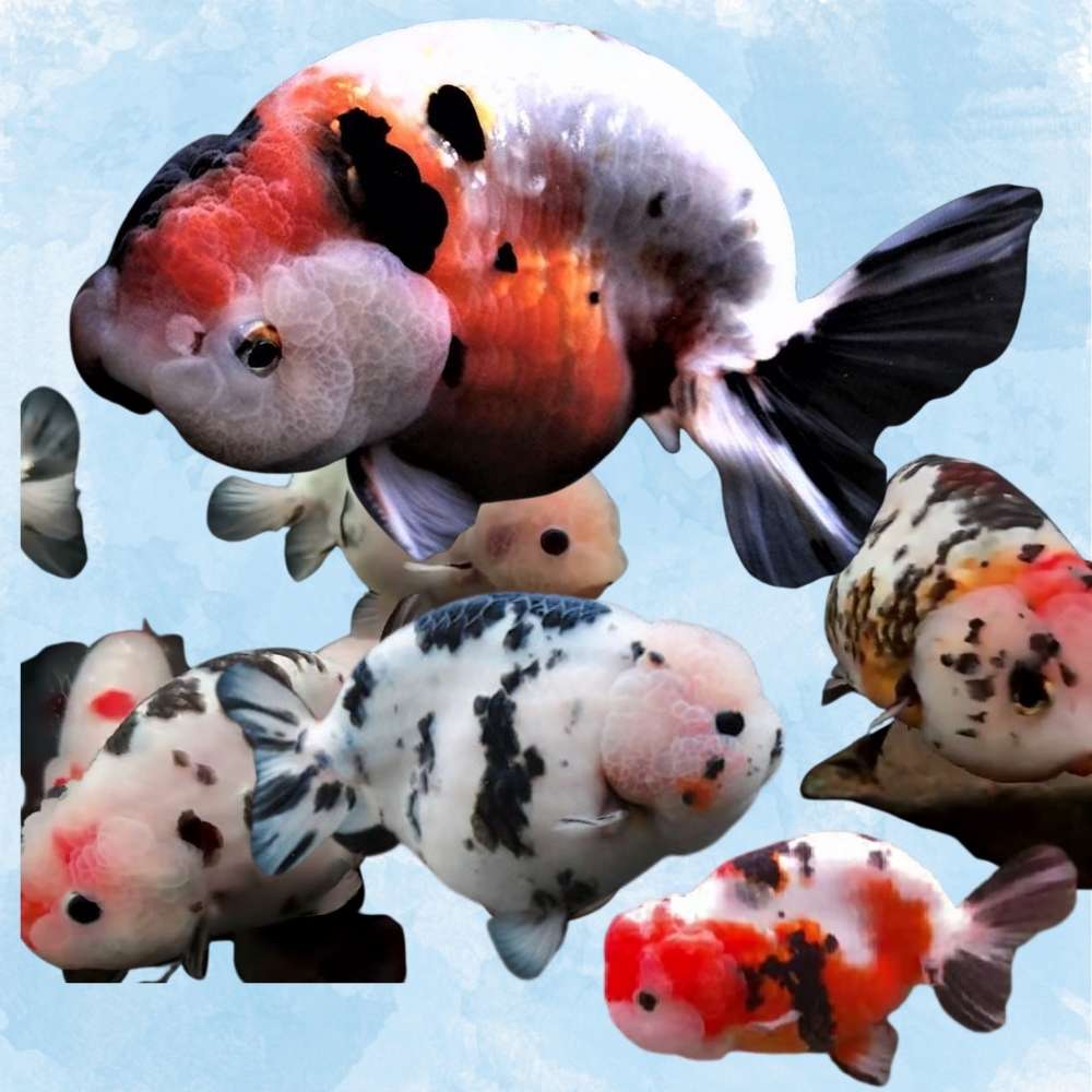 Cow Ranchu Large Available - Roxy Aquarium