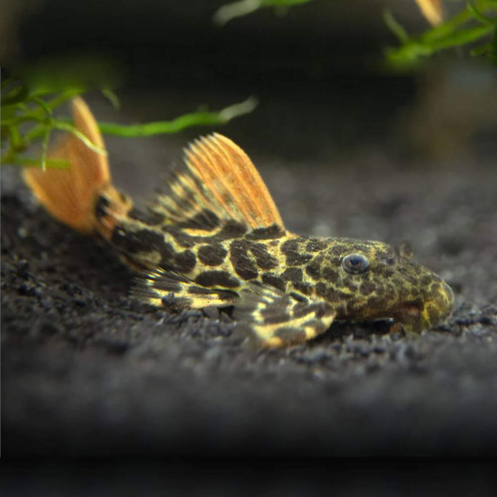 L600 Plecos