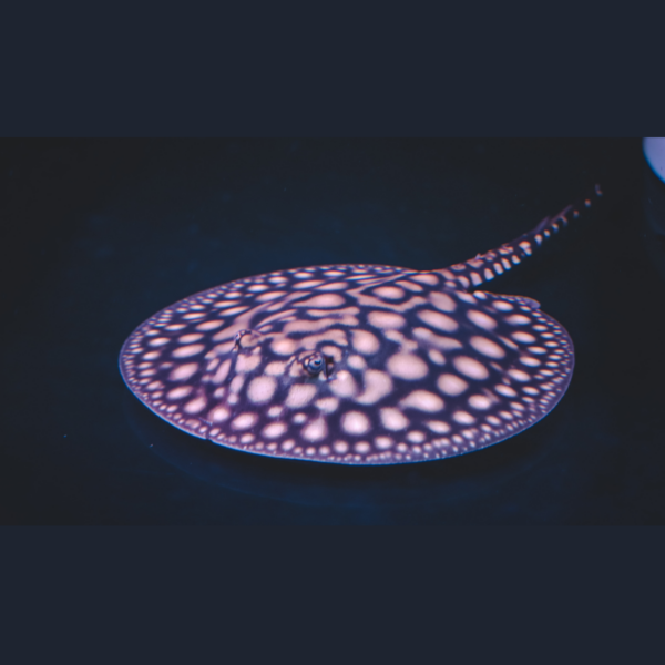 Freshwater Stingrays - Roxy Aquarium