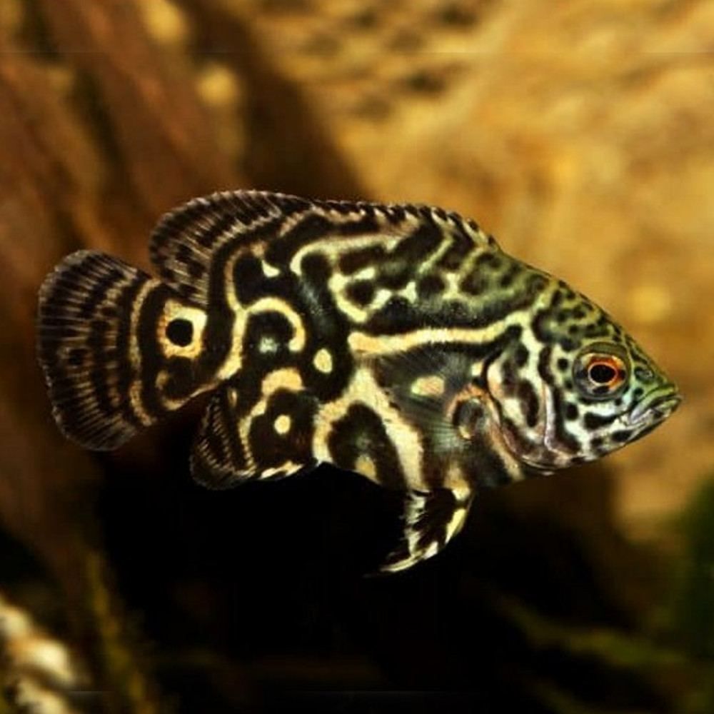 Oscar Cichlids Can You Keep Oscars With African Cichlids Live Fish