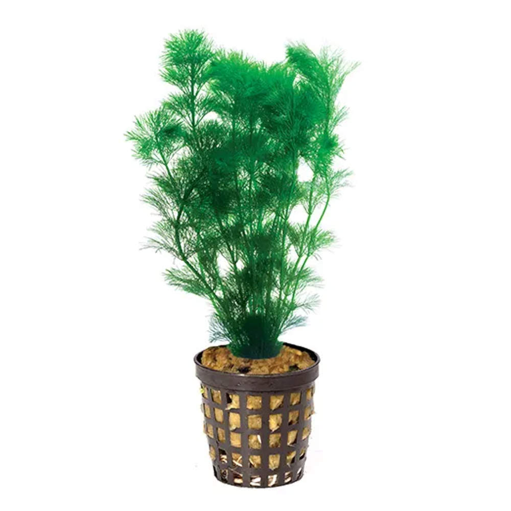 Ambulia – 5cm Pot – Live Aquarium Plant - Roxy Aquarium
