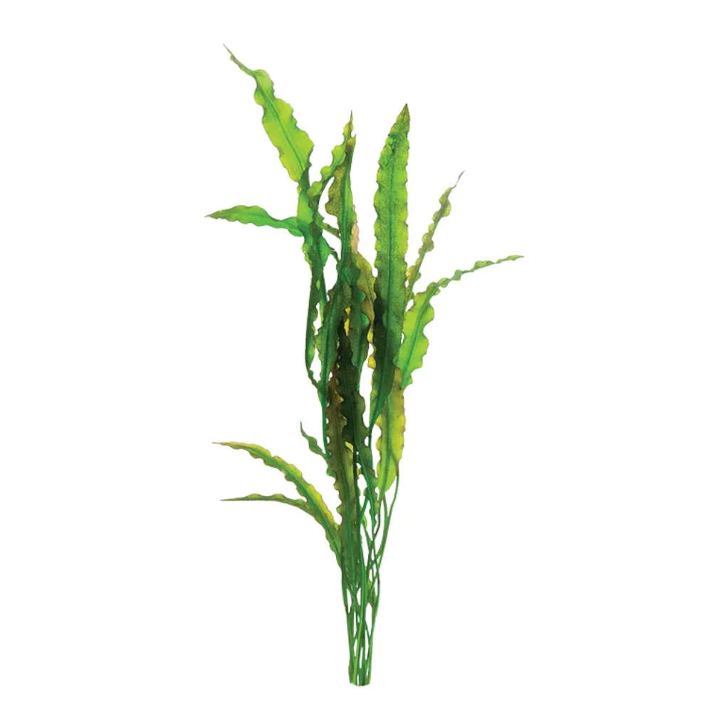 Aponogeton Crispus – Live Aquarium Plant - Roxy Aquarium