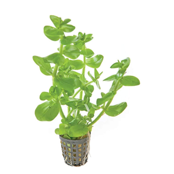 Bacopa – 5cm Pot – Live Aquarium Plant - Roxy Aquarium