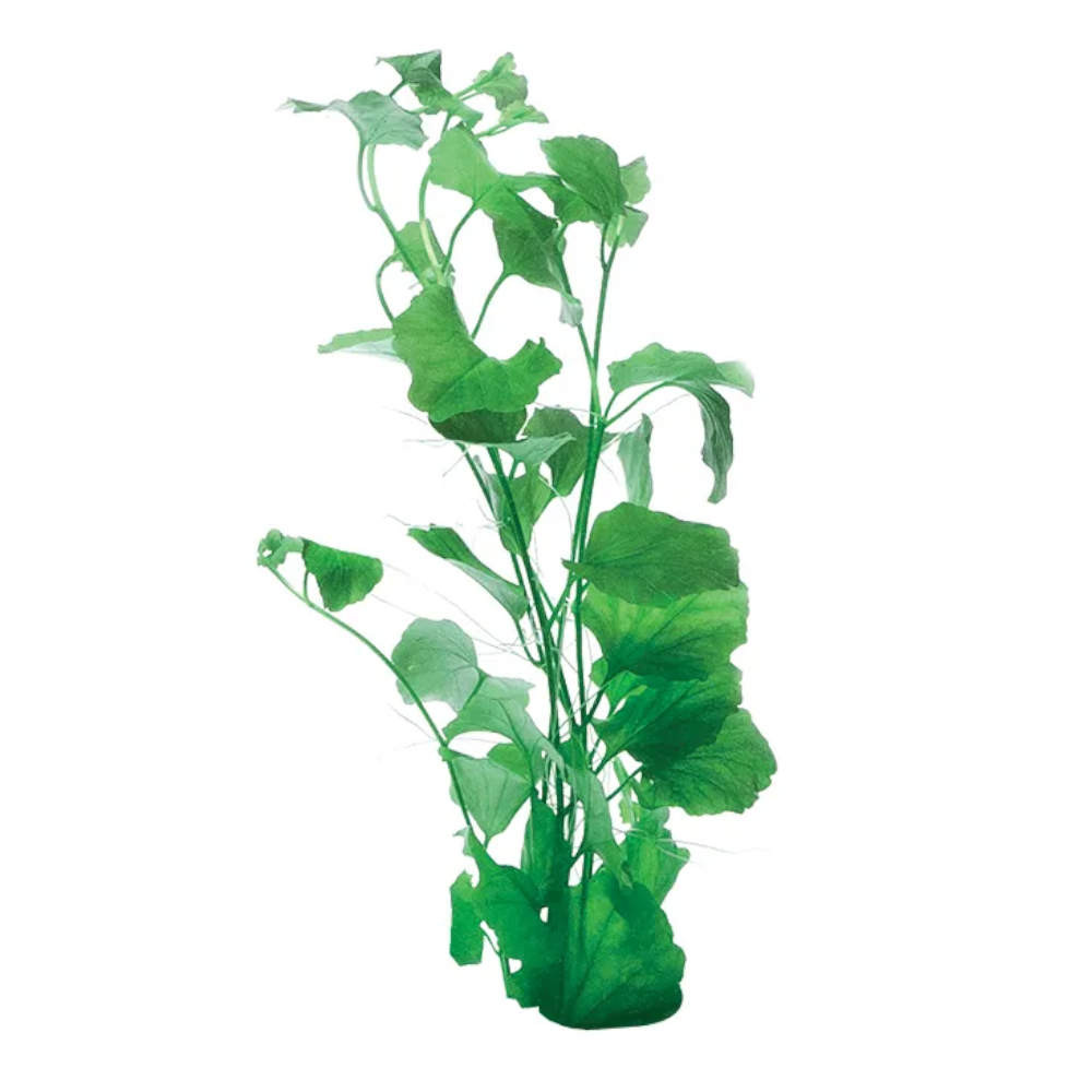 Cardamine Lyrata – Live Aquarium Plant - Roxy Aquarium