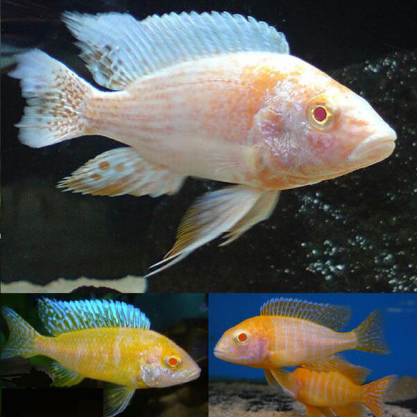 Albino OB Peacock 4-5cm Available - Roxy Aquarium