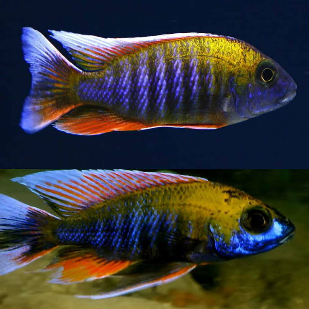 Cape Maclear Peacock – Jacobfreibergi 5cm - Roxy Aquarium