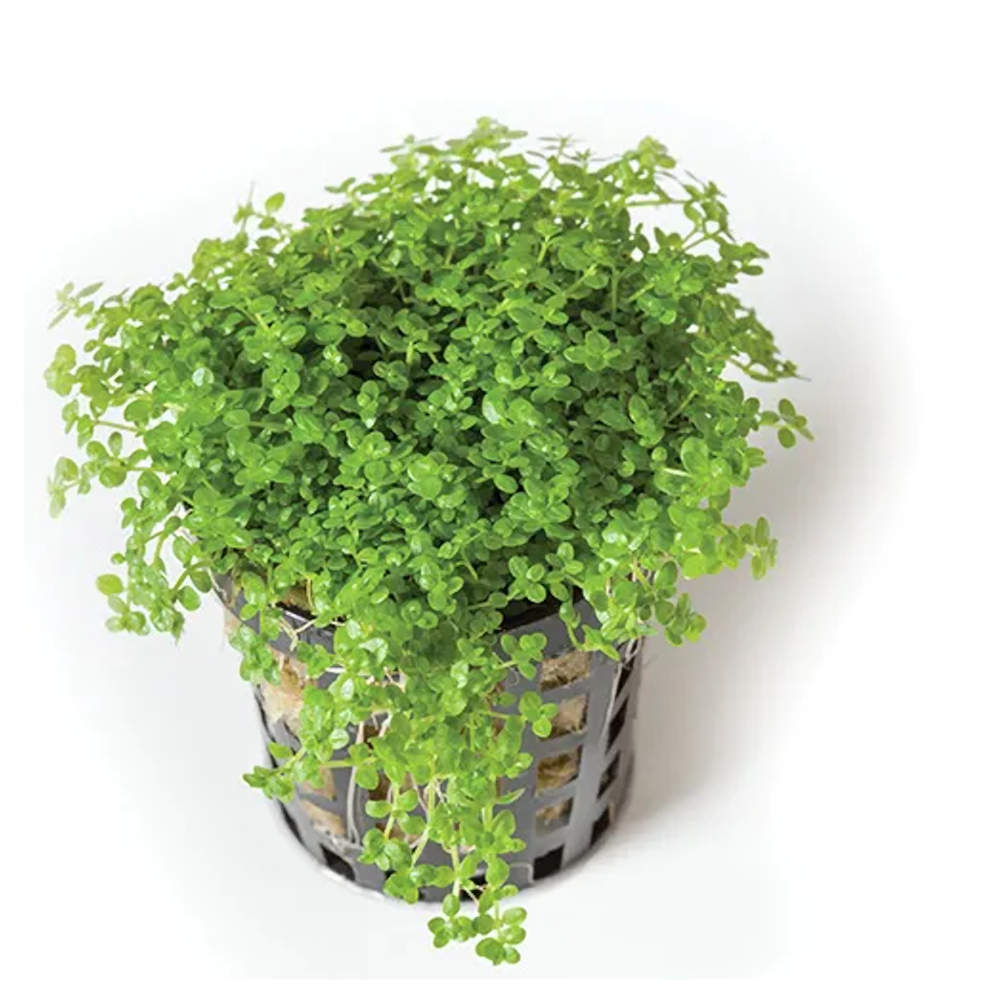 Hemianthus Callitrichoides Cuba – 5cm Pot - Roxy Aquarium