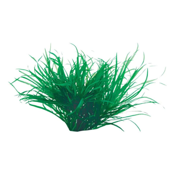 Dwarf Blyxa – Live Aquarium Plant - Roxy Aquarium