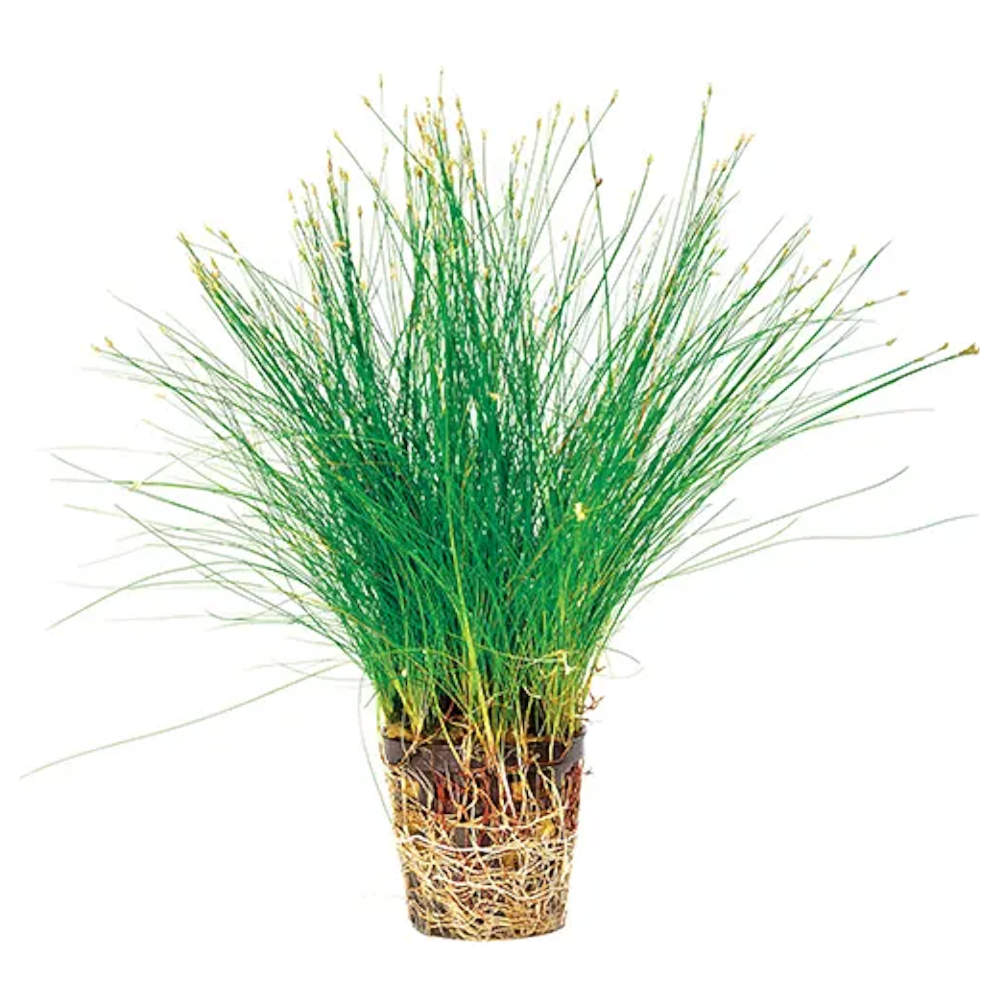 Dwarf Hairgrass – 5cm Pot - Roxy Aquarium