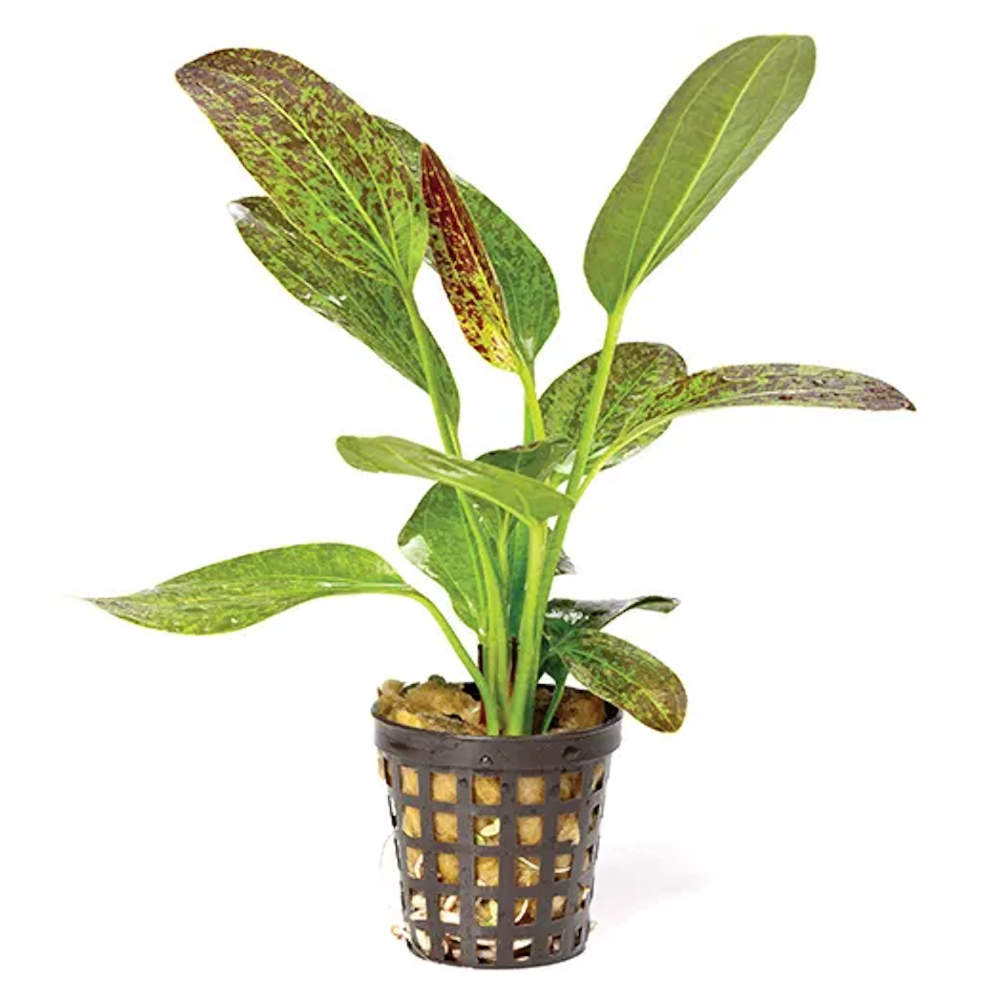 Echinodorus Green Flame – 5cm Pot - Roxy Aquarium