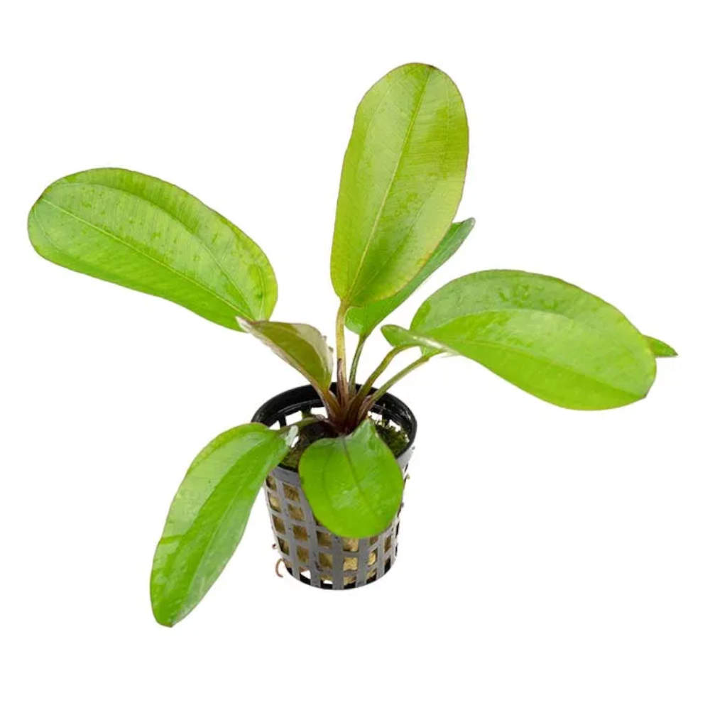 Echinodorus Kleiner – 5cm Pot - Roxy Aquarium