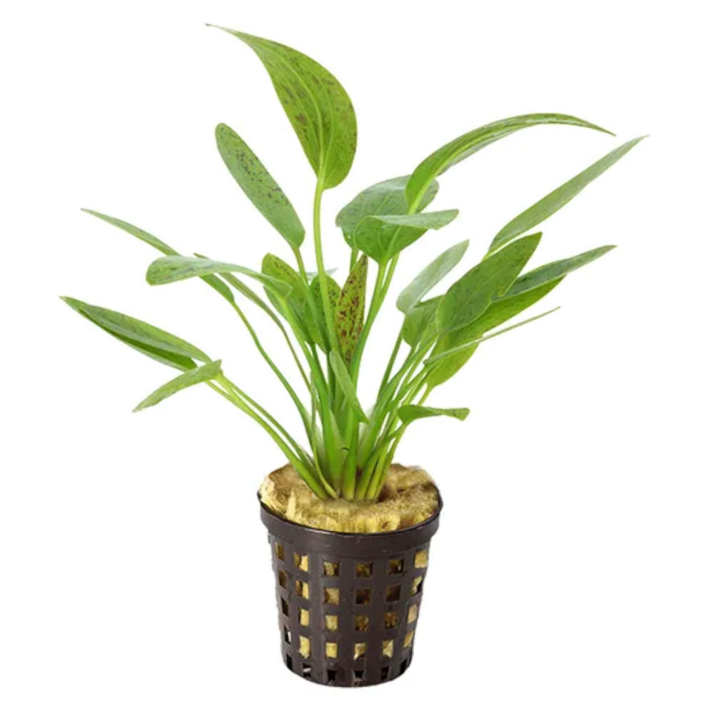Echinodorus Ozelot Green – 5cm Pot - Roxy Aquarium